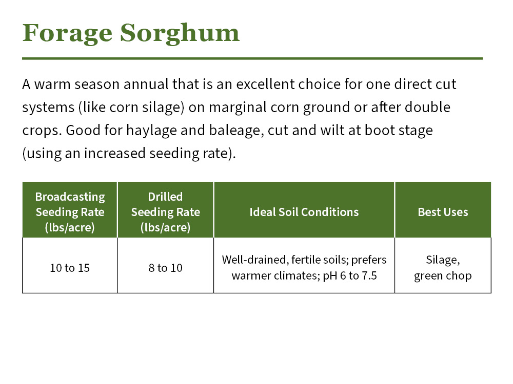 Forage - RJ Hunt Seed Company