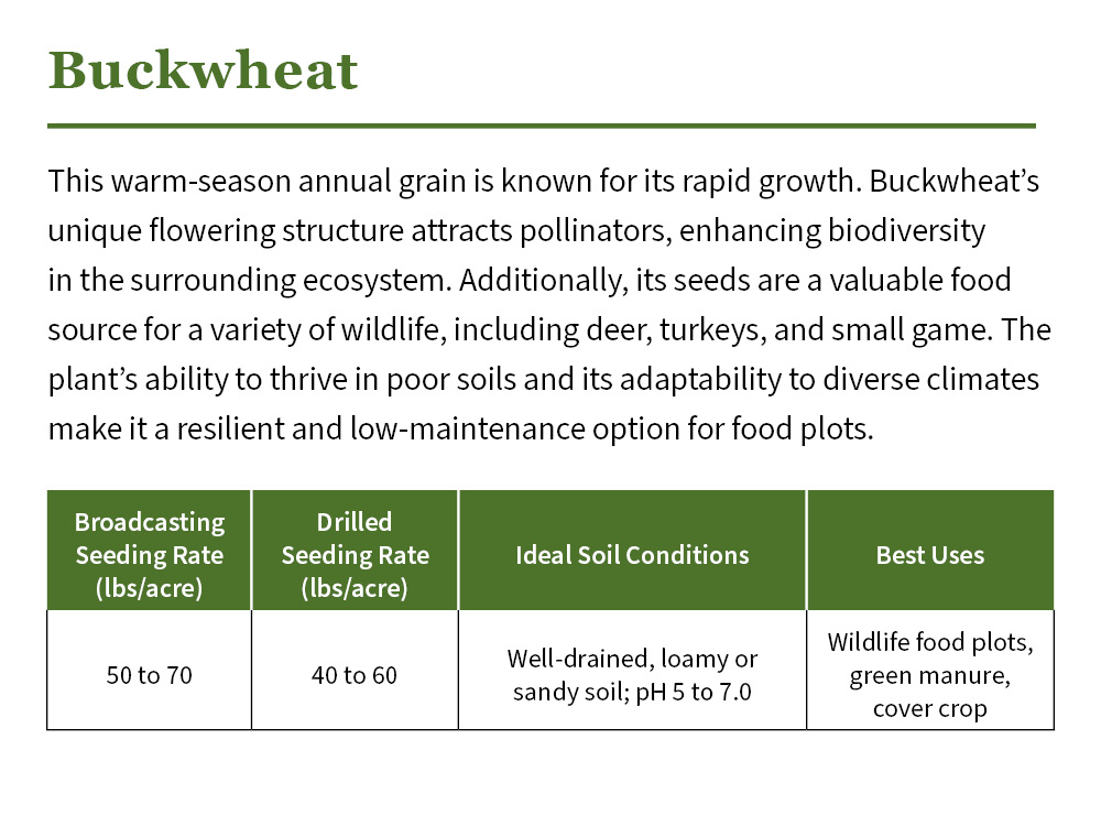 Wildlife - RJ Hunt Seed Company