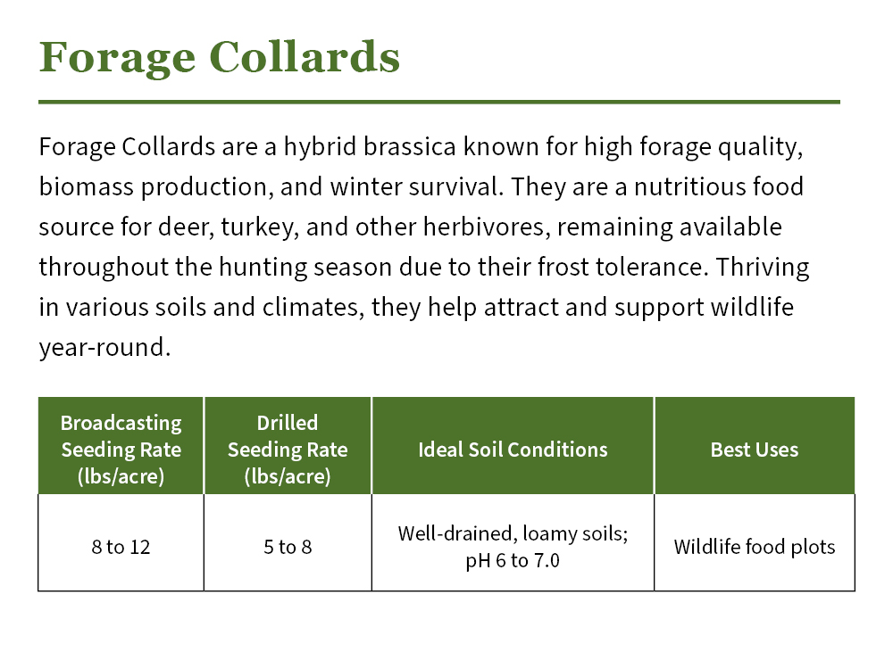 Wildlife - RJ Hunt Seed Company